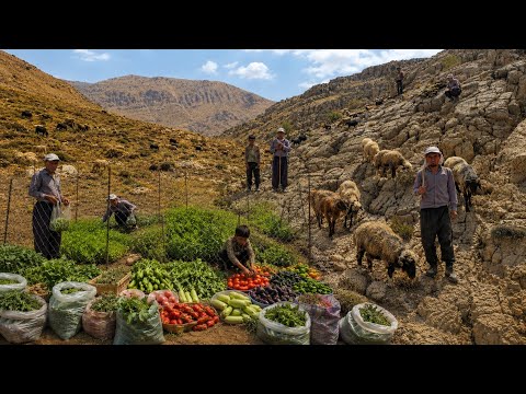 IRAN nomadic life: 🌿Harvesting fresh vegetables | The secret of nomadic farming in the mountains 🌱