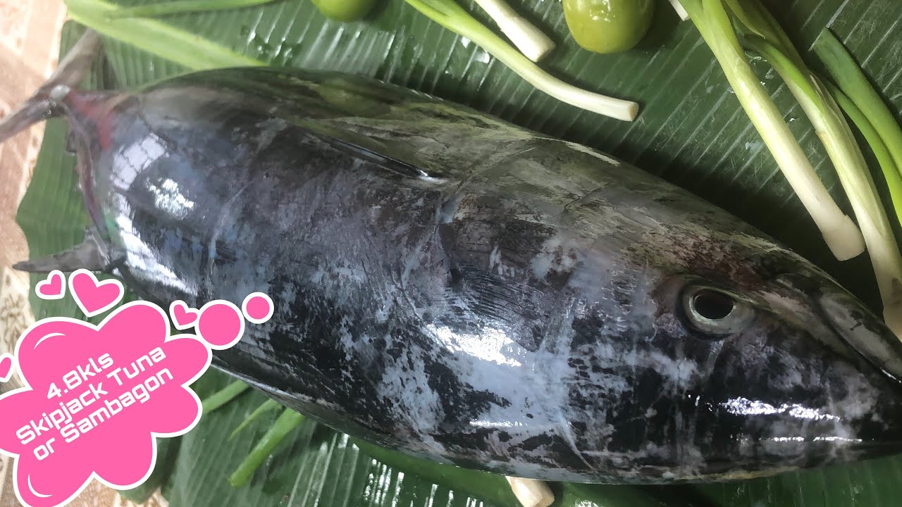 COOKING A 4.8 kls SKIPJACK TUNA OR SAMBAGON INTO MY SMOKE HOUSE / SMOKE ...