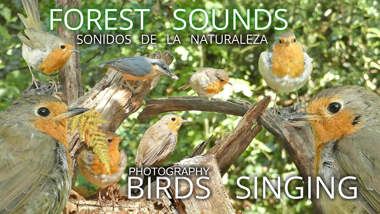 🎧 10 MINUTES WITH THE SOUNDS OF THE FOREST - BIRDS SINGING AND ...