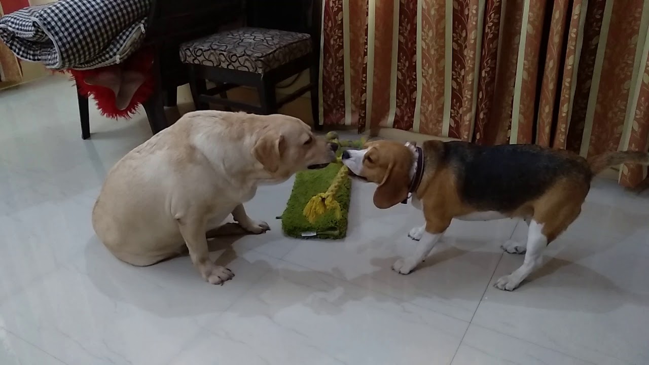 Labrador and beagle playing and fighting - YouTube