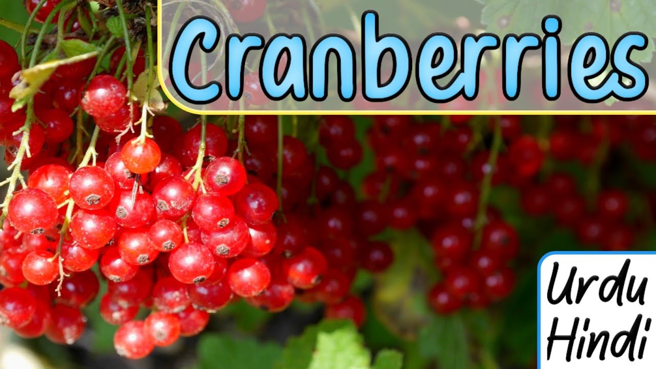 YOU PROBABLY DIDN'T KNOW ABOUT CRANBERRIES in Urdu-Hindi ...