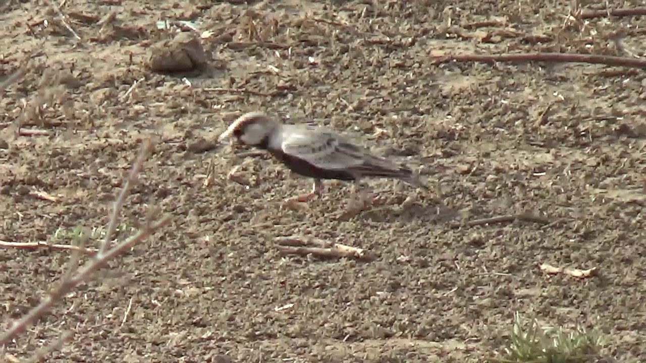 Ashy sparrow lark or Eremopterix griseus or Ashy crowned finch lark or ...