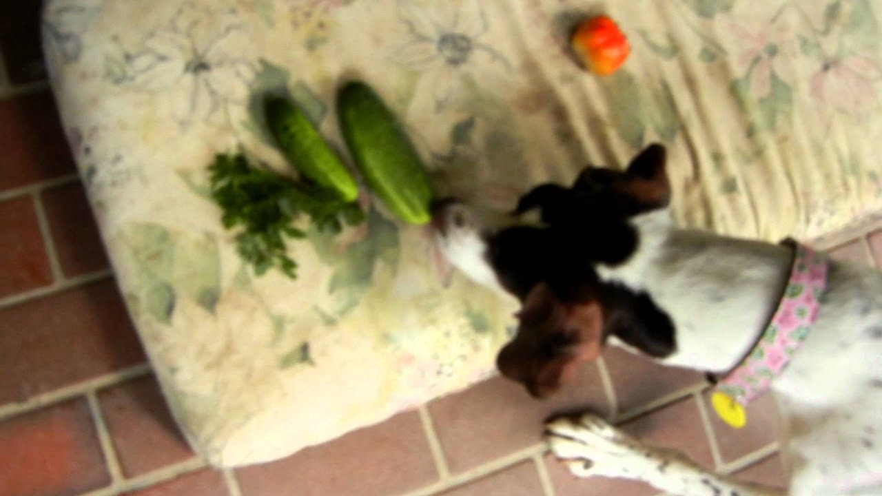 Libby May Mobley and the cucumber - YouTube