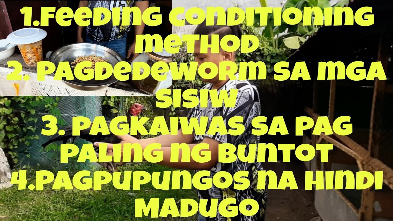 TIPS: PAANO MAGCONDITION NG MANOK, PAGPALING NG BUNTOT, PAGPUPURGA AT ...