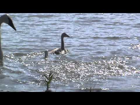 Swan Diving Highlight - YouTube