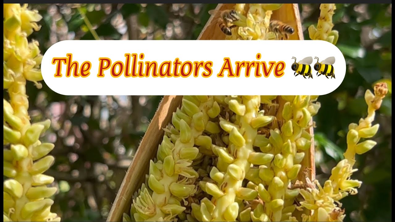 Nature at its Finest: Beautiful Blossoms@thecharlesft.laud.garden - YouTube