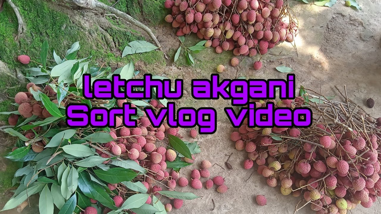 Letchu akgani /vlog video/2023/05/31 - YouTube