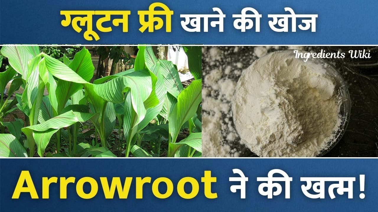 Arrowroot Benefits : Gluten Free Ingredient! How to use Arrowroot! - YouTube