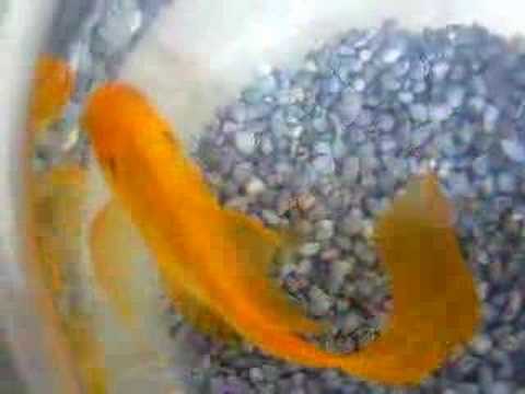 poisson orange - YouTube