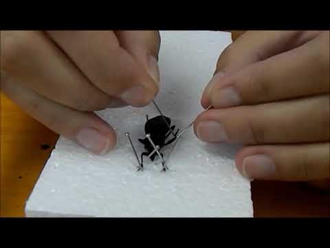 Montagem de insetos parte 2 - YouTube