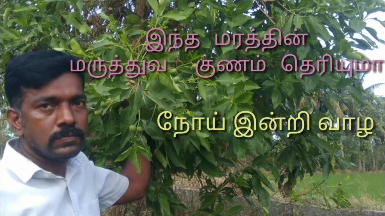 குழந்தைகளின் சளி நீங்க|நுணாமரத்தின் பயன்கள்|nuna maram in tamil|நுணா ...