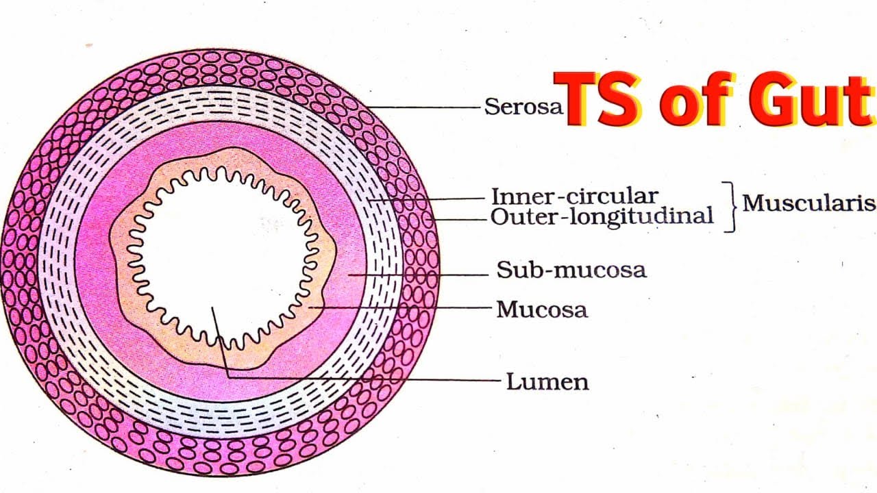 TS of Gut/Alimentary Canal, Digestion and Absorption - YouTube