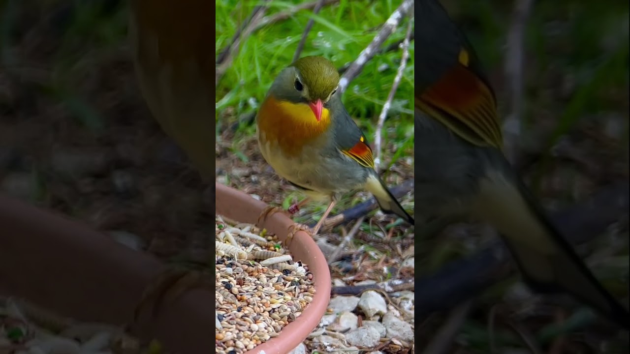 Pekin Robin | Aviary Birds | Softbills - YouTube