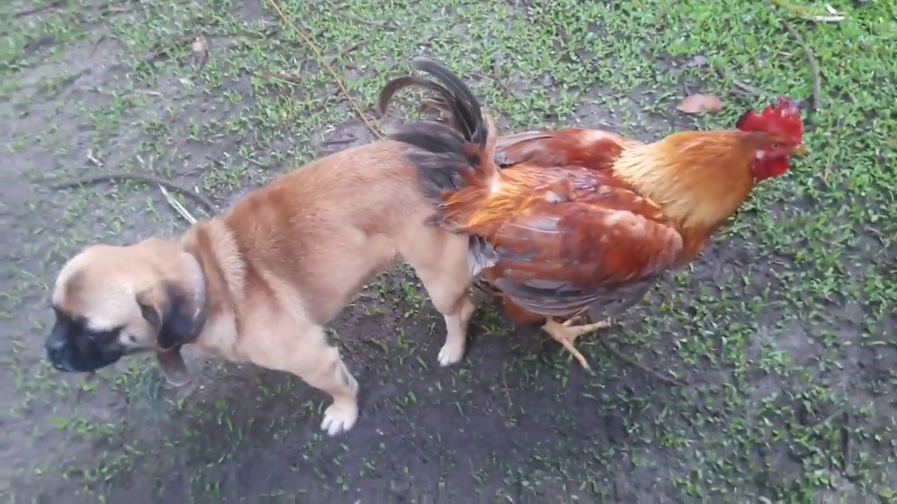Dog and Rooster Crossbreed? - YouTube