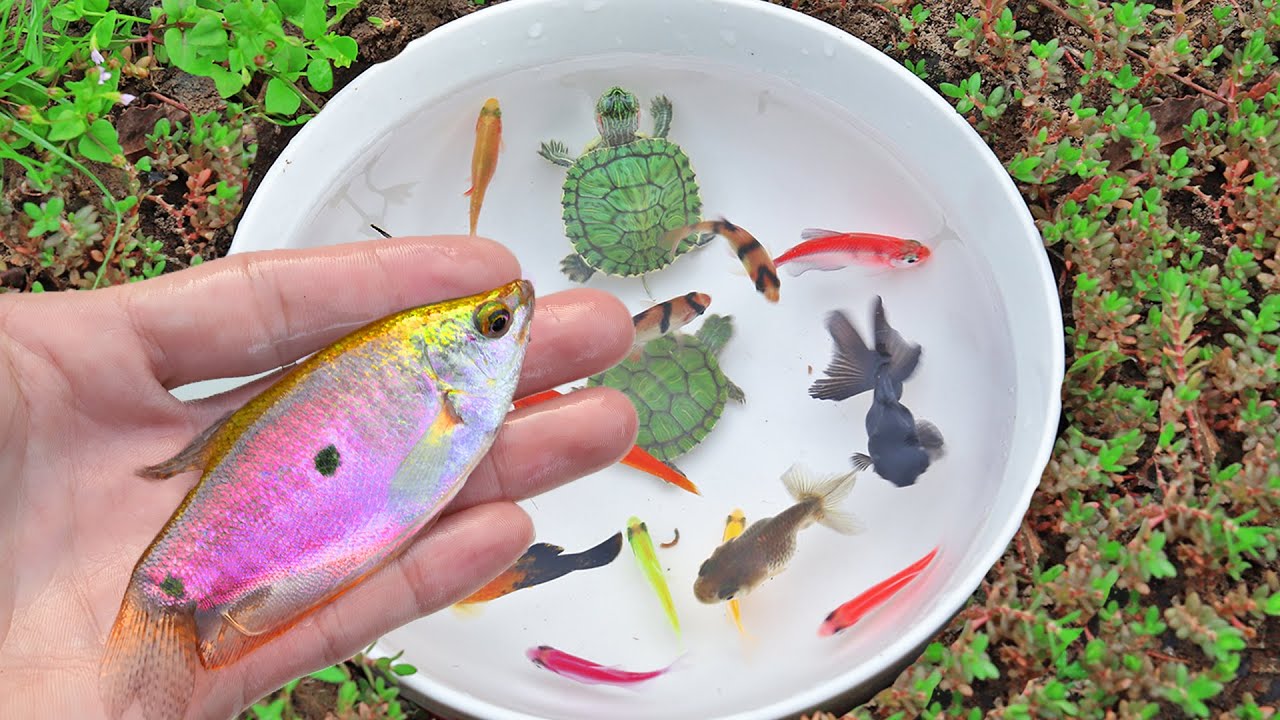 Amazing Found Beautiful Colorful Glo Fish, Blue Gourami Fish, Red Eared ...