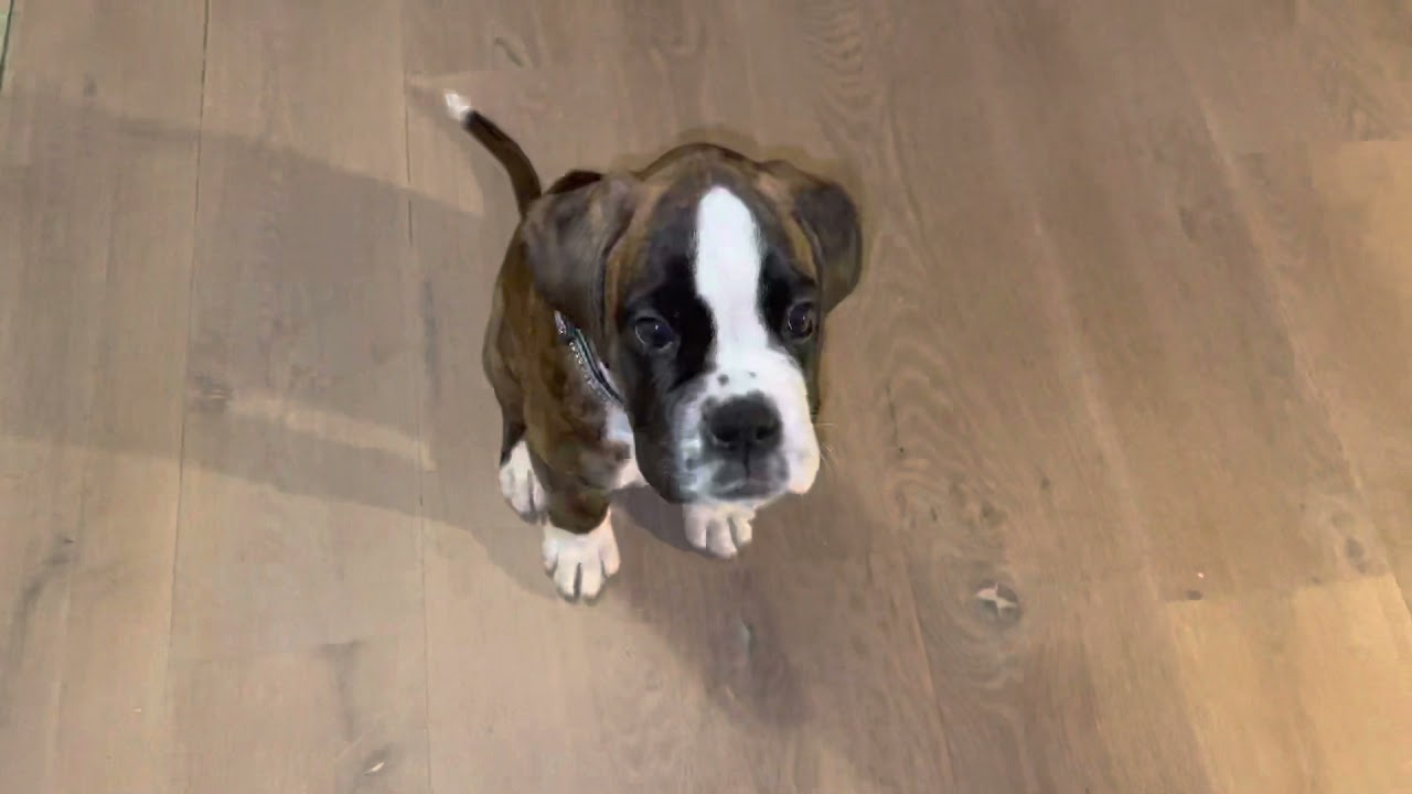 8 week old Boxer puppy Champ gets a treat for learning to sit - YouTube