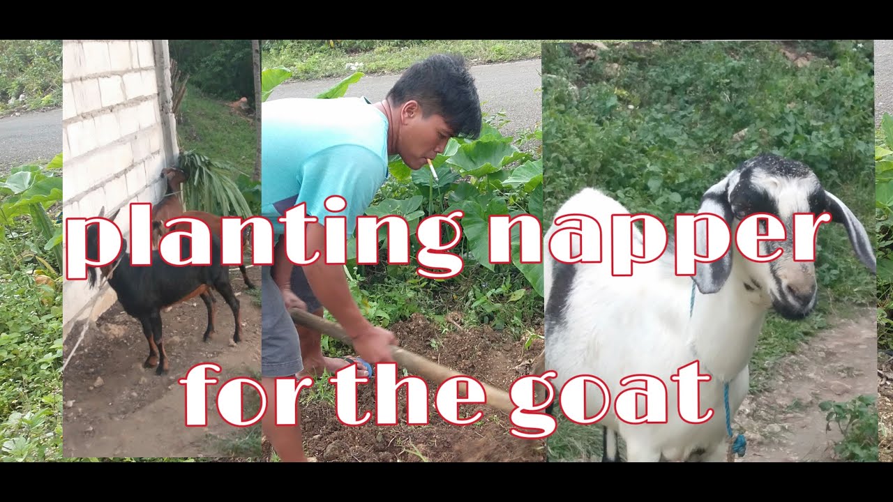 BUHAY Probinsya: How to plant napper | food for the goat - YouTube