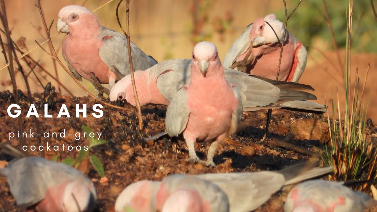 Beautiful Evening Sunlight Hitting the Galahs! - YouTube