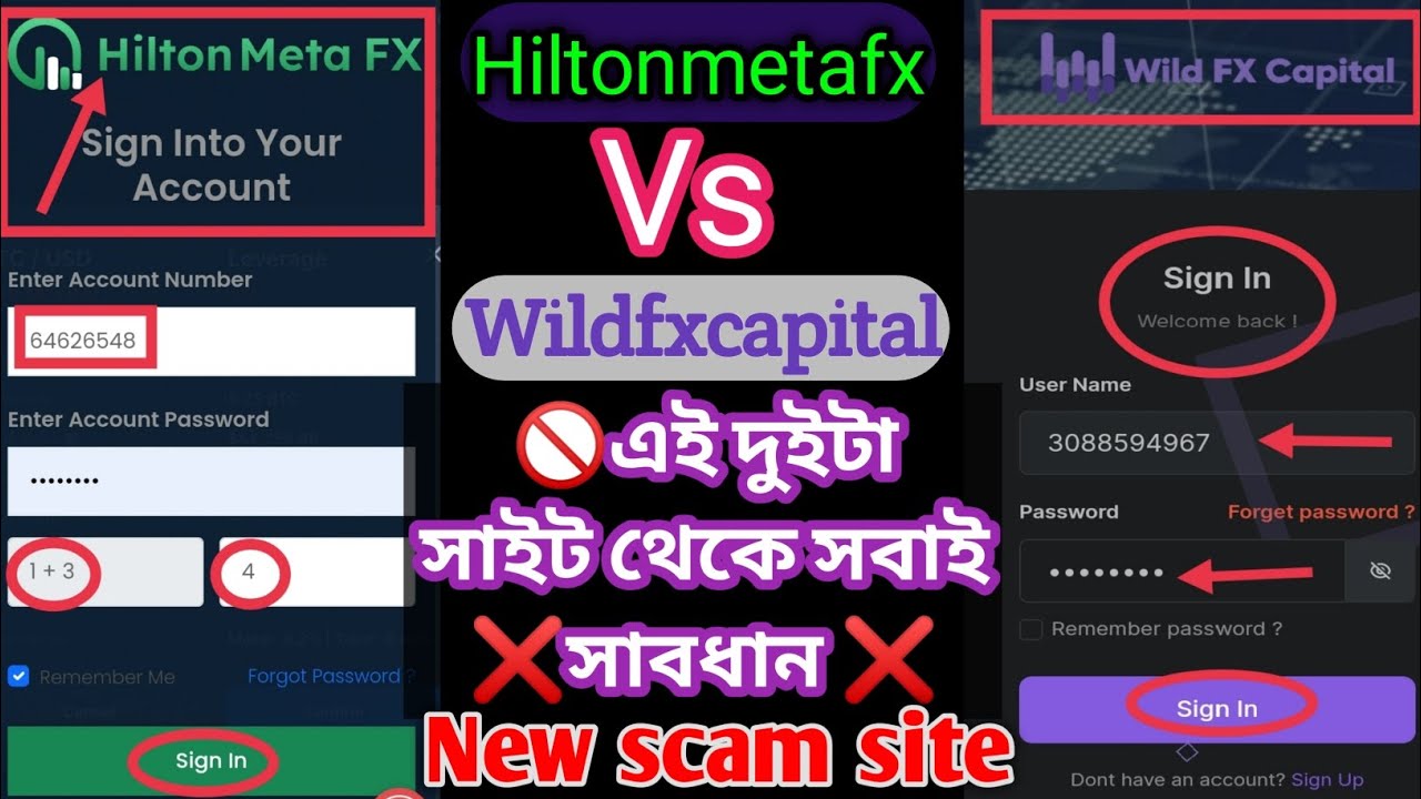 Hilton meta fx vs wild fx capital big scam today official update news ...