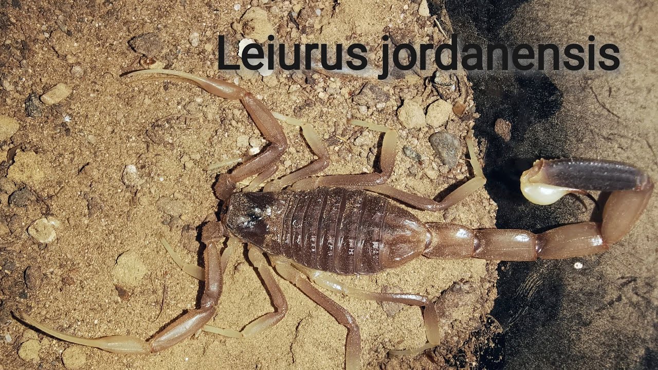 ¡Escorpión descubierto hace poco! Leiurus jordanensis # ...