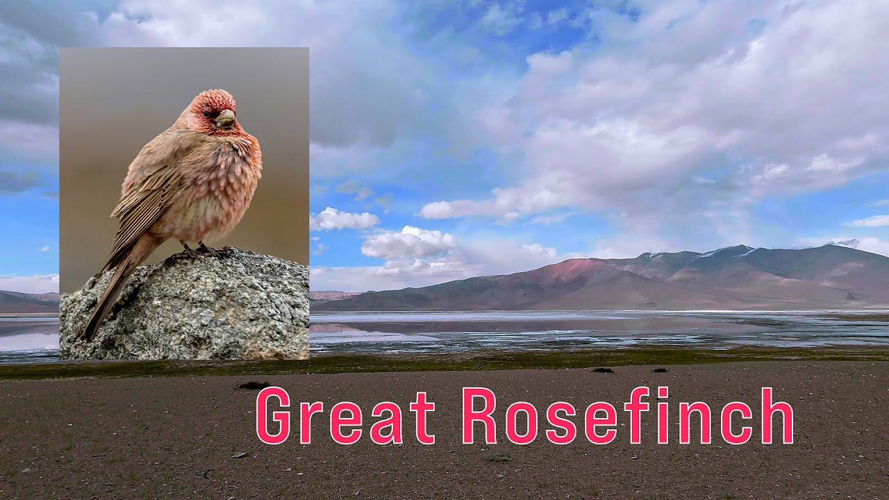Great Rosefinch - a Beautiful Bird of Ladakh | Carpodacus rubicilla ...