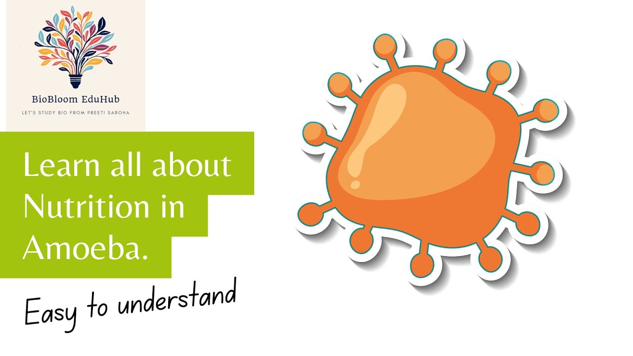 Nutrition in Amoeba - Digestion and Feeding Process | Science for Kids ...