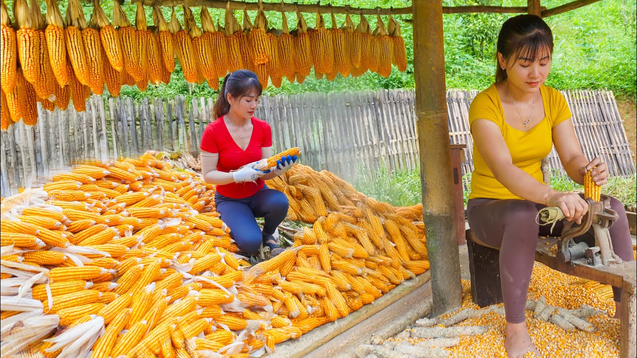 Manual Corn Sheller in Action - How We Separate Kernels and Care for Our Corn Fields - YouTube