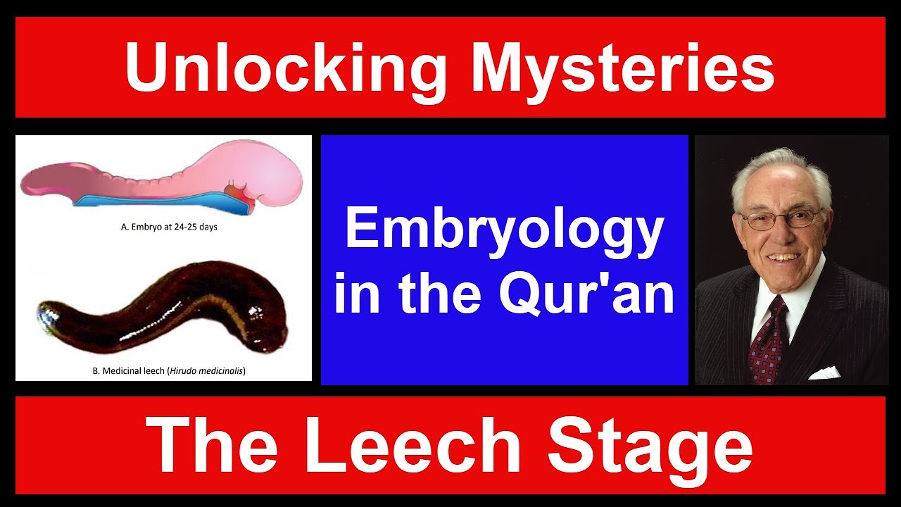 Dr. Keith L. Moore describes the Alaqah or "leech-like" stage of the ...