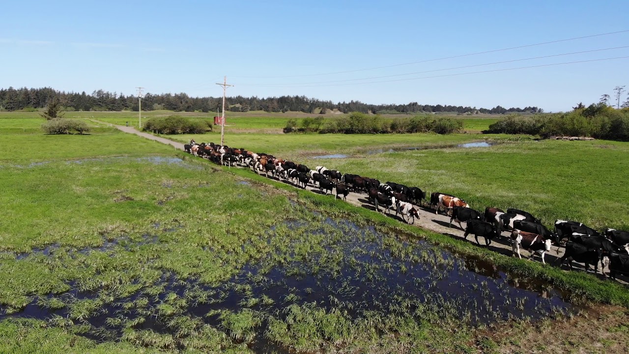 Moving animals on the Alexandre Family Farm - YouTube