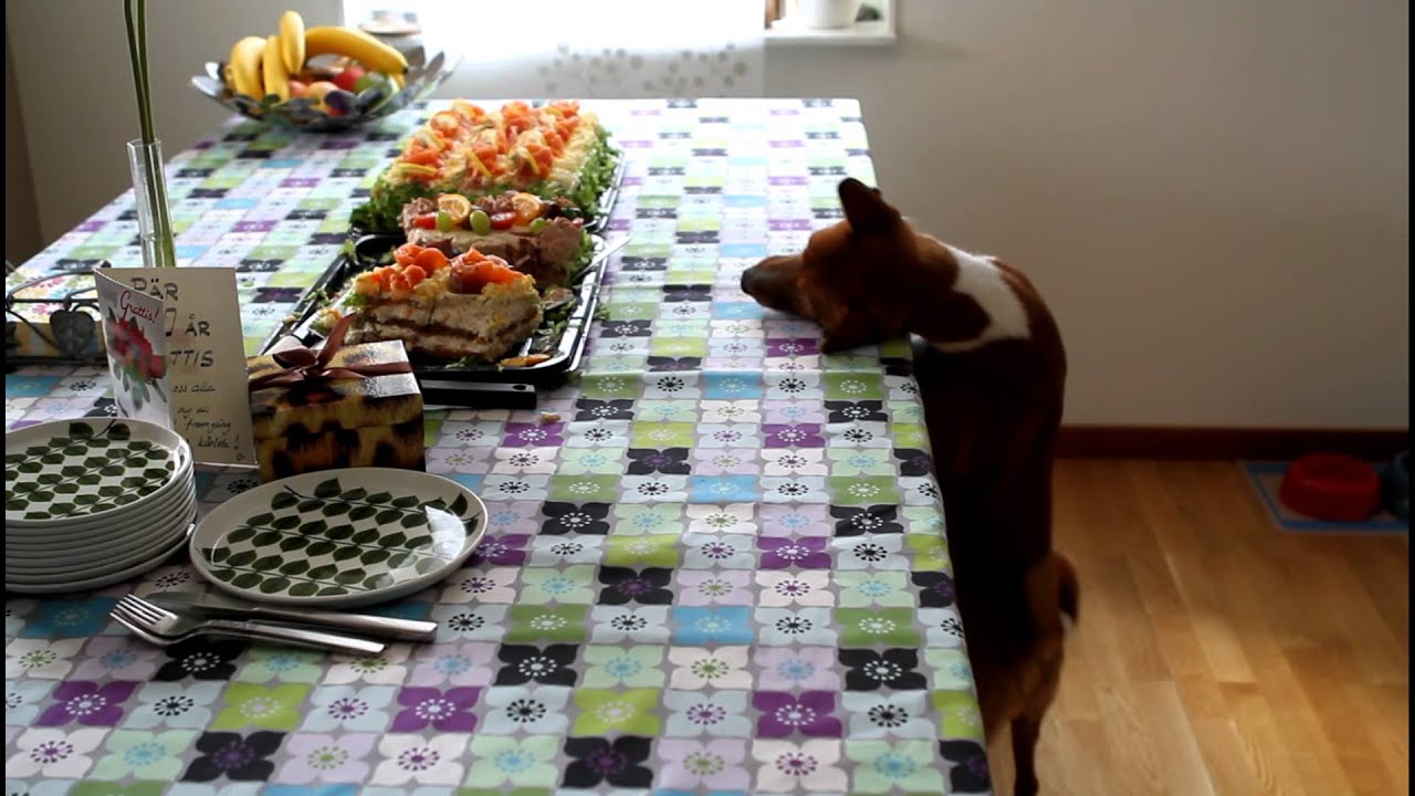 Funny basenji dog wants some food - YouTube