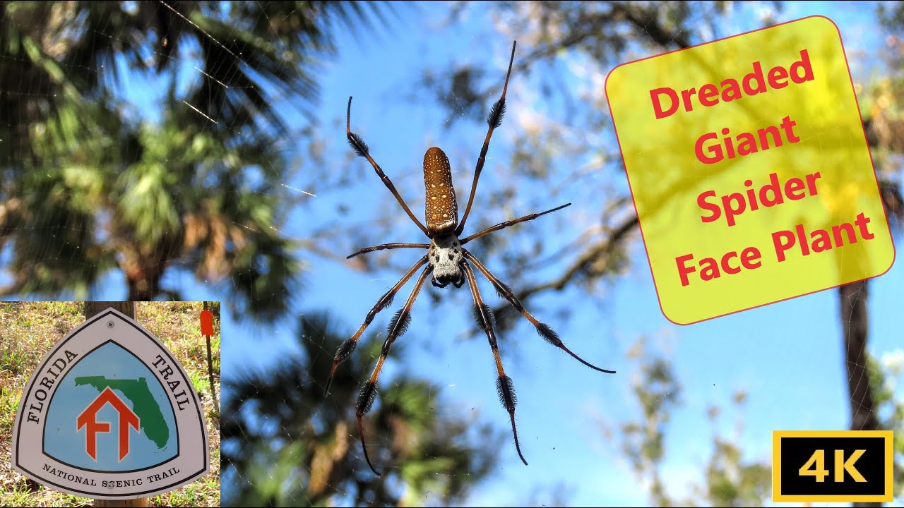 Hikers Nightmare - Walking Into Florida's Largest Spider - YouTube