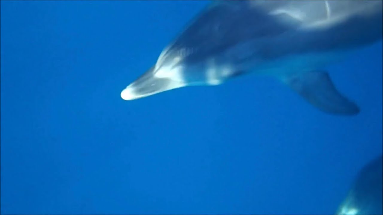 Dolphins in Greece - YouTube