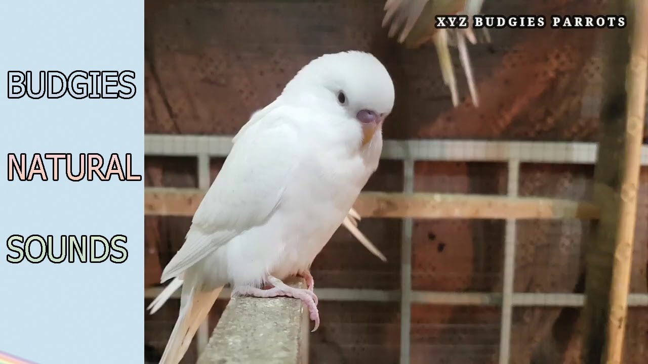 Parrot Natural Voice | You Can Hear Different Types of Sounds | Parrots ...