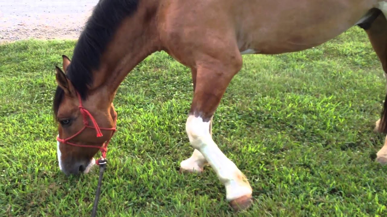 Fianto Duri: Update (July 23, 2014) - YouTube