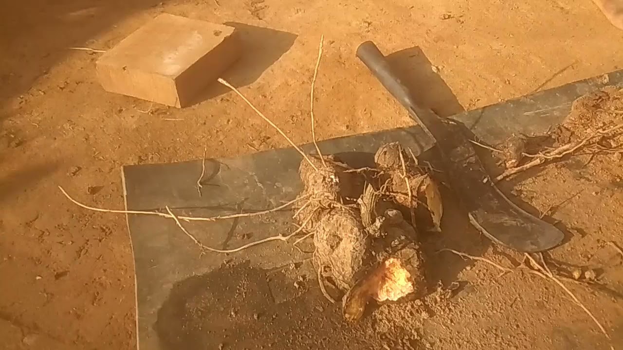 Mati Alu Utoadan , yam harvesting in Odisha . - YouTube