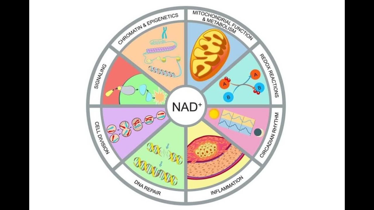 NAD, FAD, NADP NEDİR? - YouTube