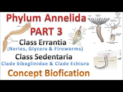 Phylum Annelida part 3 Class Errantia & Class Sedentaria - YouTube