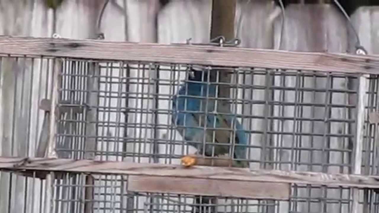 AZULEJO CUBANO - YouTube