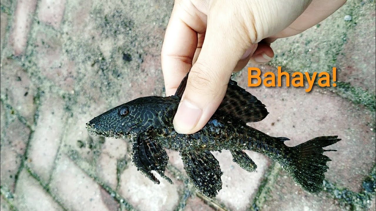 Bahaya Invasi Ikan Sapu Sapu Bagi Lingkungan Kita Youtube