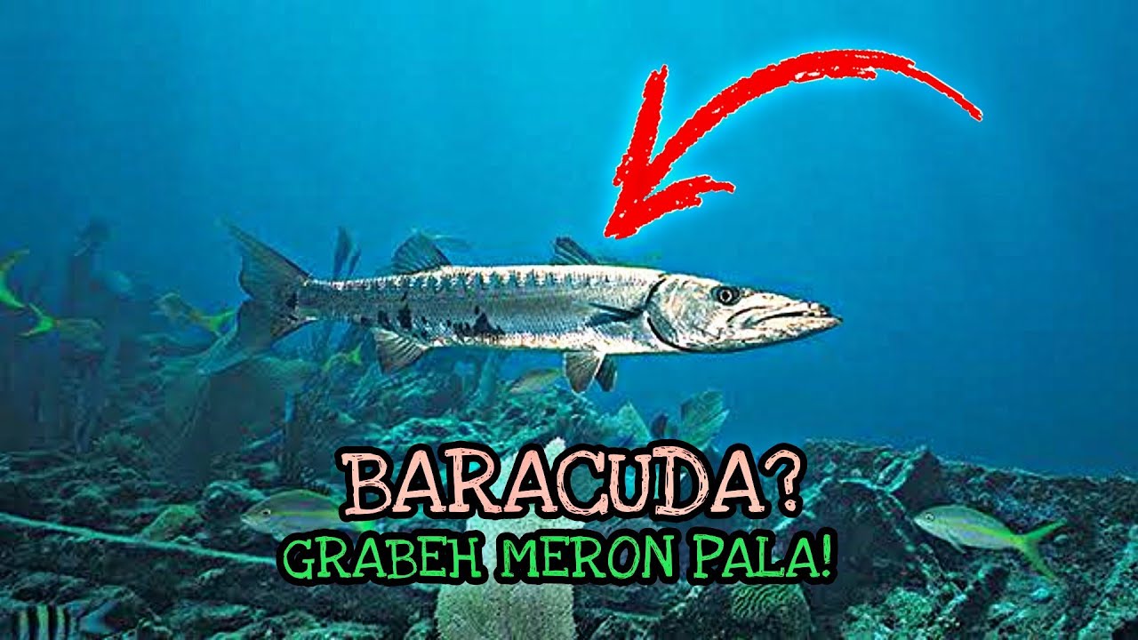 BARACUDA NA ISDA!! NAGPAPAHINGA LANG COOL NA COOL! UNDERWATER ...