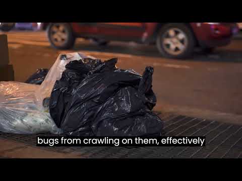 Can Bedbugs Climb Up Plastic