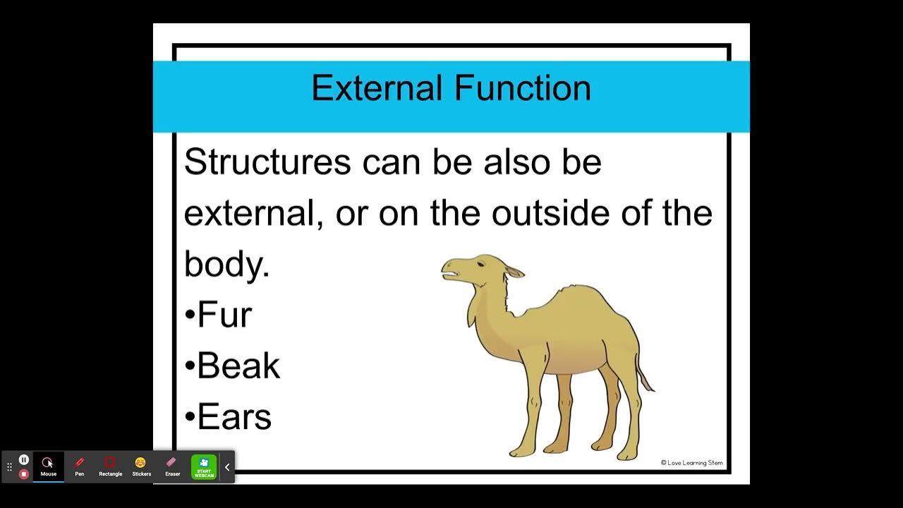 Lesson 1: What are Structures and Functions? - Google Slides NGSS 4th ...