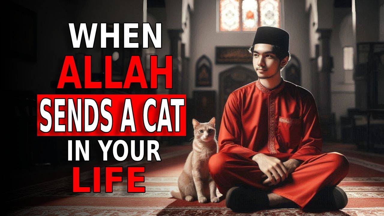 If a Cat Comes Close to You | HERE ARE 7 MESSAGES | ALLAH sends a cat ...