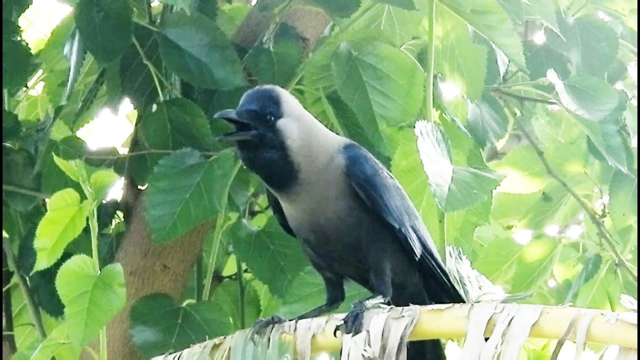 Crow birds crowing sounds and collecting leaves | crow sounds loud ...