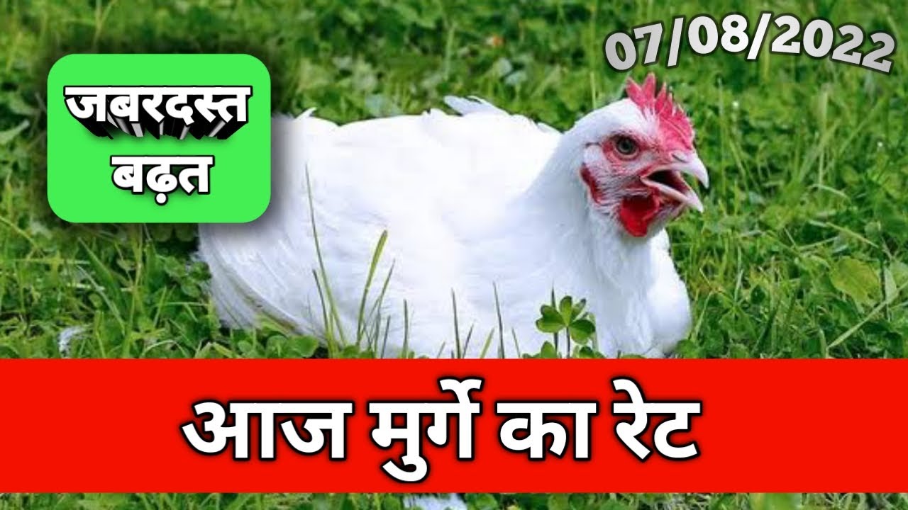 New Poultry Rate || Broiler Rate || Chicken Rate || New Broiler Rates ...