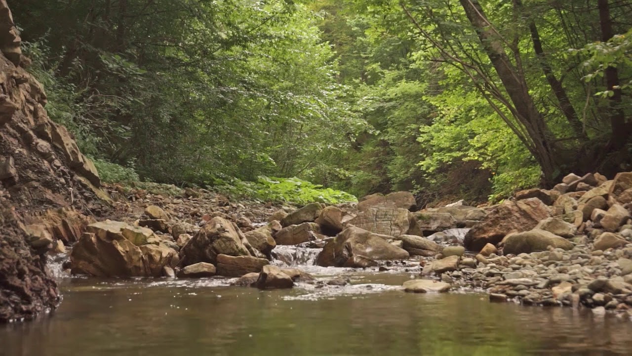 Forest stream. Summer. Relax music HD - YouTube