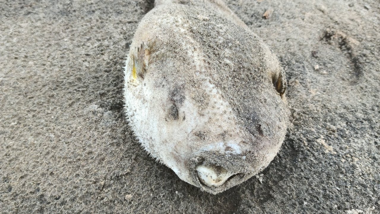 Rare Puffer Fish 🐠🐟 - YouTube