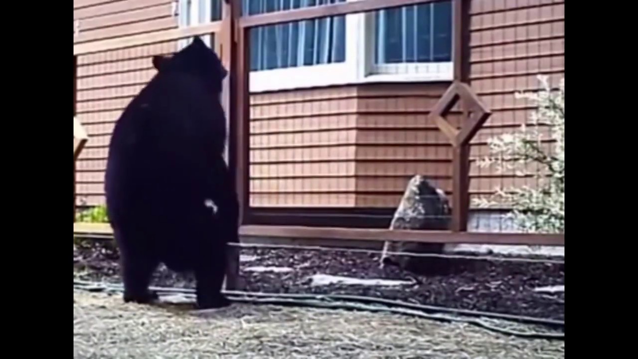 Funny Animal react to SOUND - YouTube