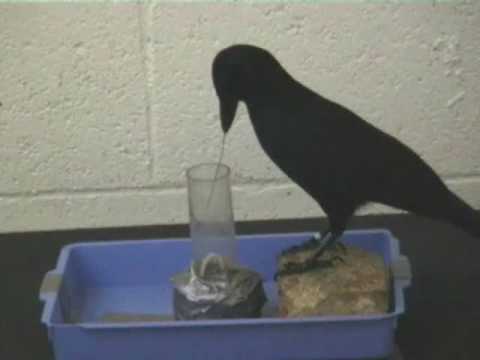 How Smart is a Crow - YouTube