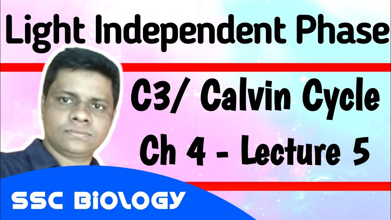 SSC Biology Chapter 4 | Light Independent Phase | C3 Cycle or Calvin ...